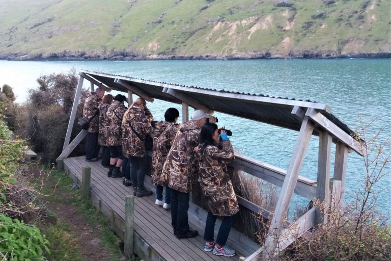 Evening Akaroa Penguin Tour - Alpine Luxury Tours Christchurch