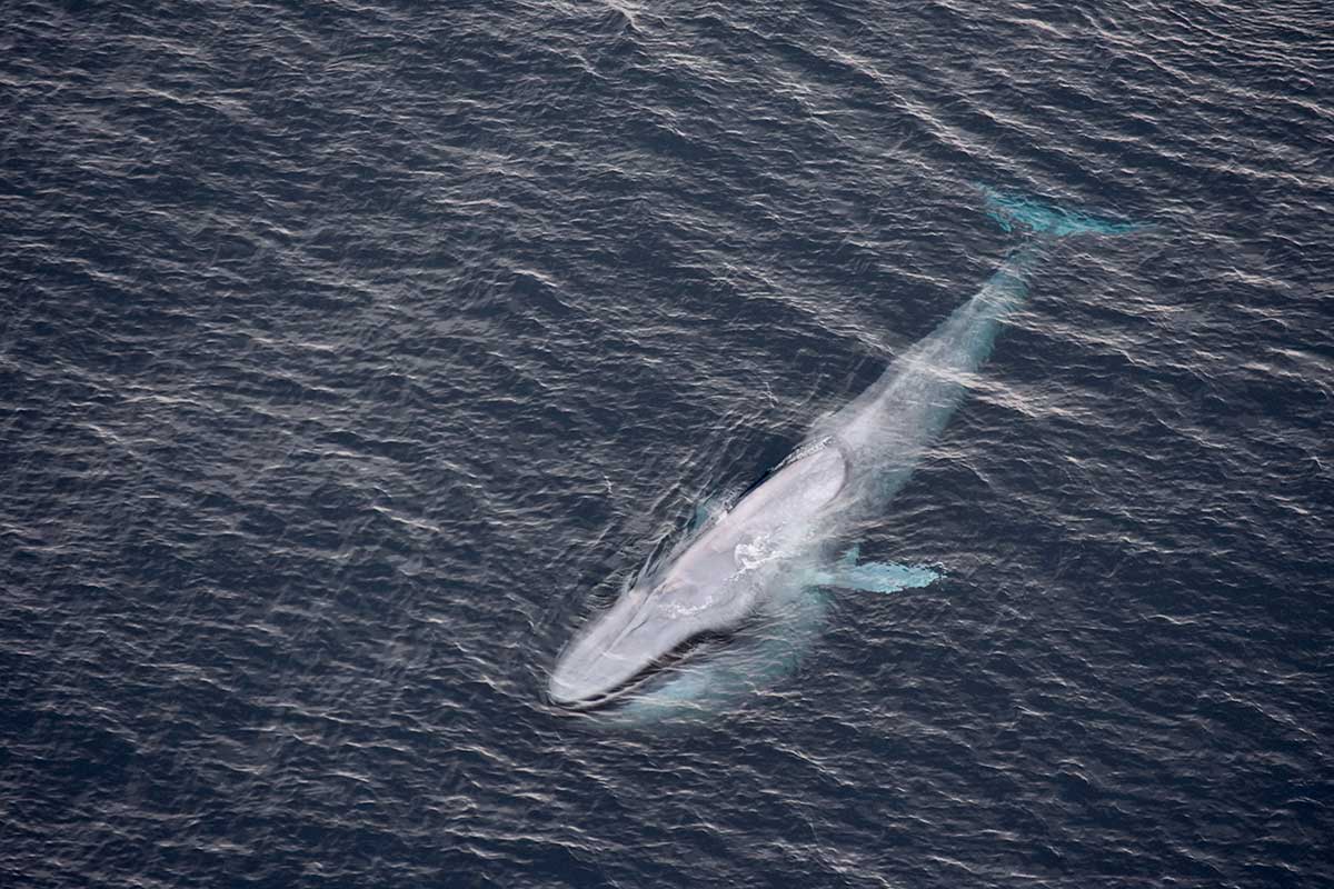Whales & Winery Lunch Heli Tour | Alpine Luxury Tours Christchurch